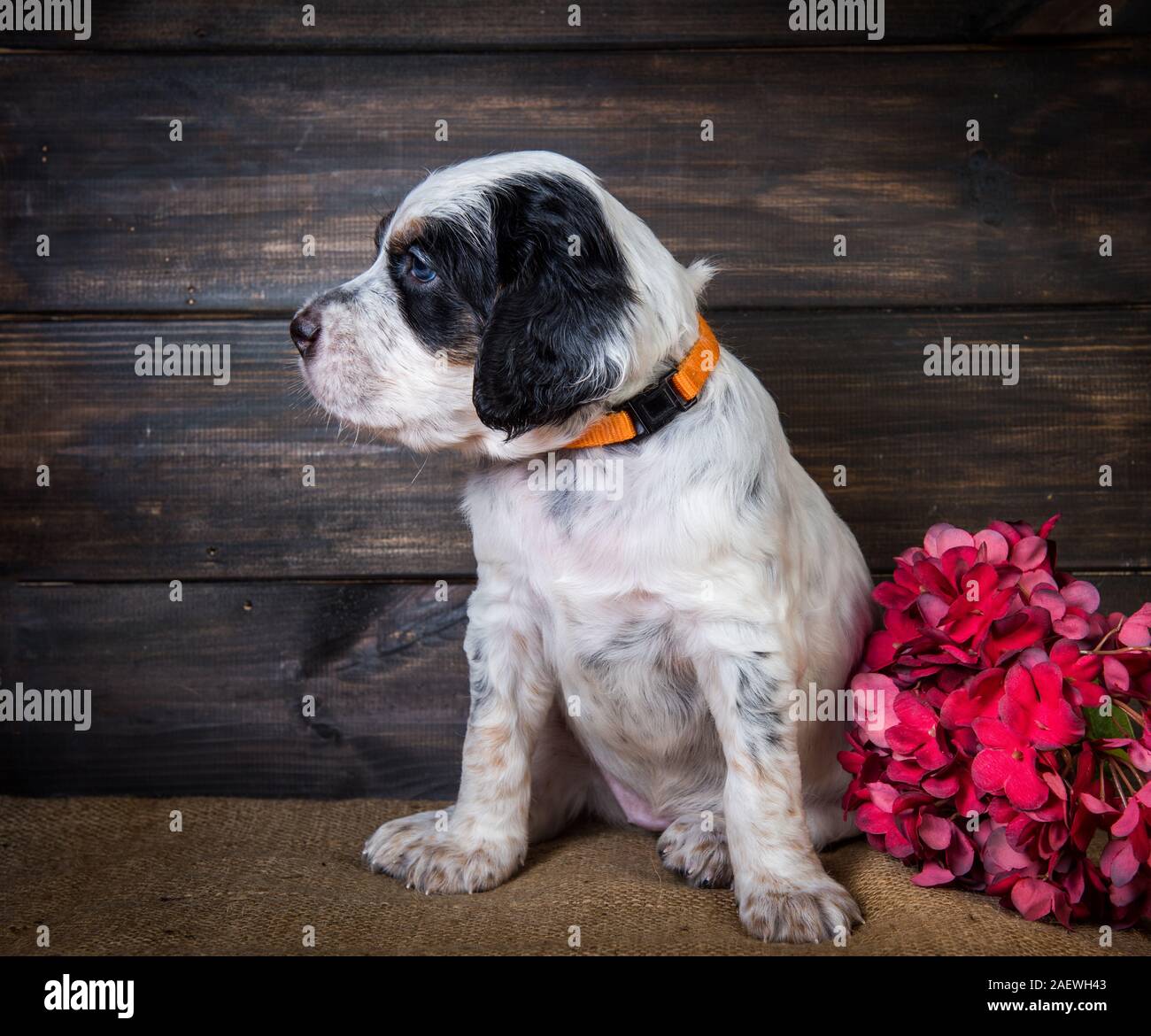 Cute English Setter puppy dog studio portrait Stock Photo - Alamy