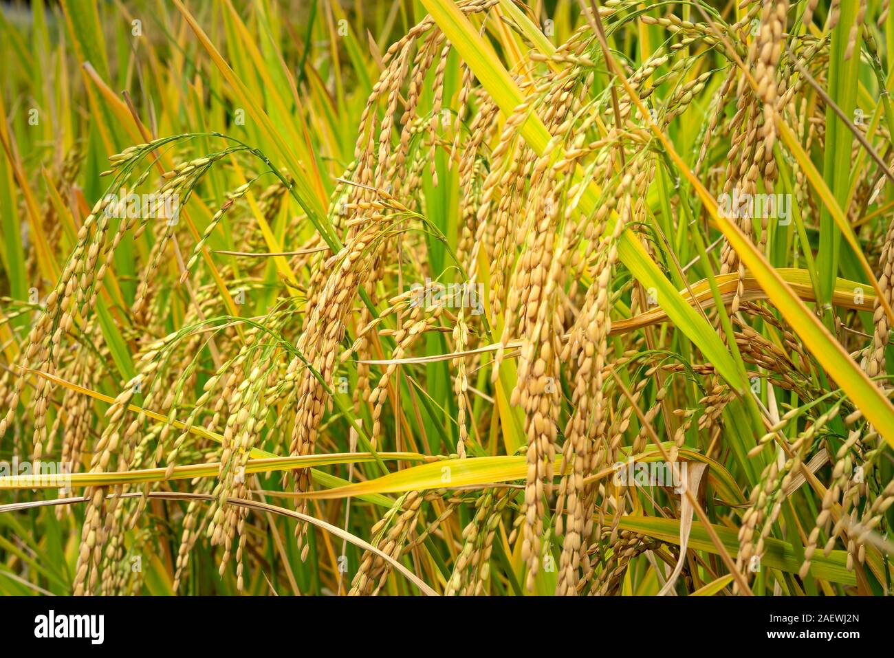 Rice close up background hi-res stock photography and images - Alamy
