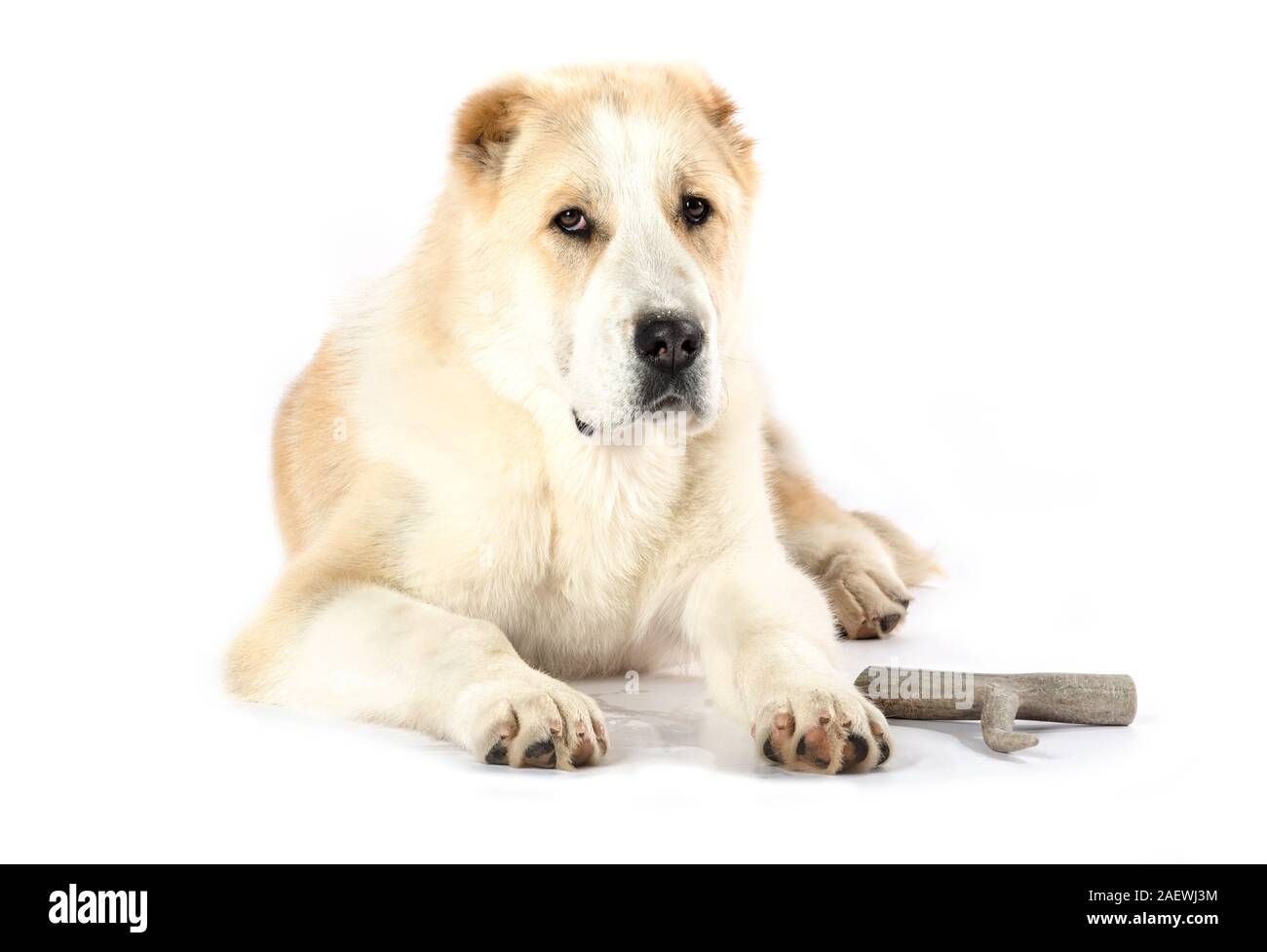 Alabai puppy, six months old. Alabai - An Ancient Breed From The ...