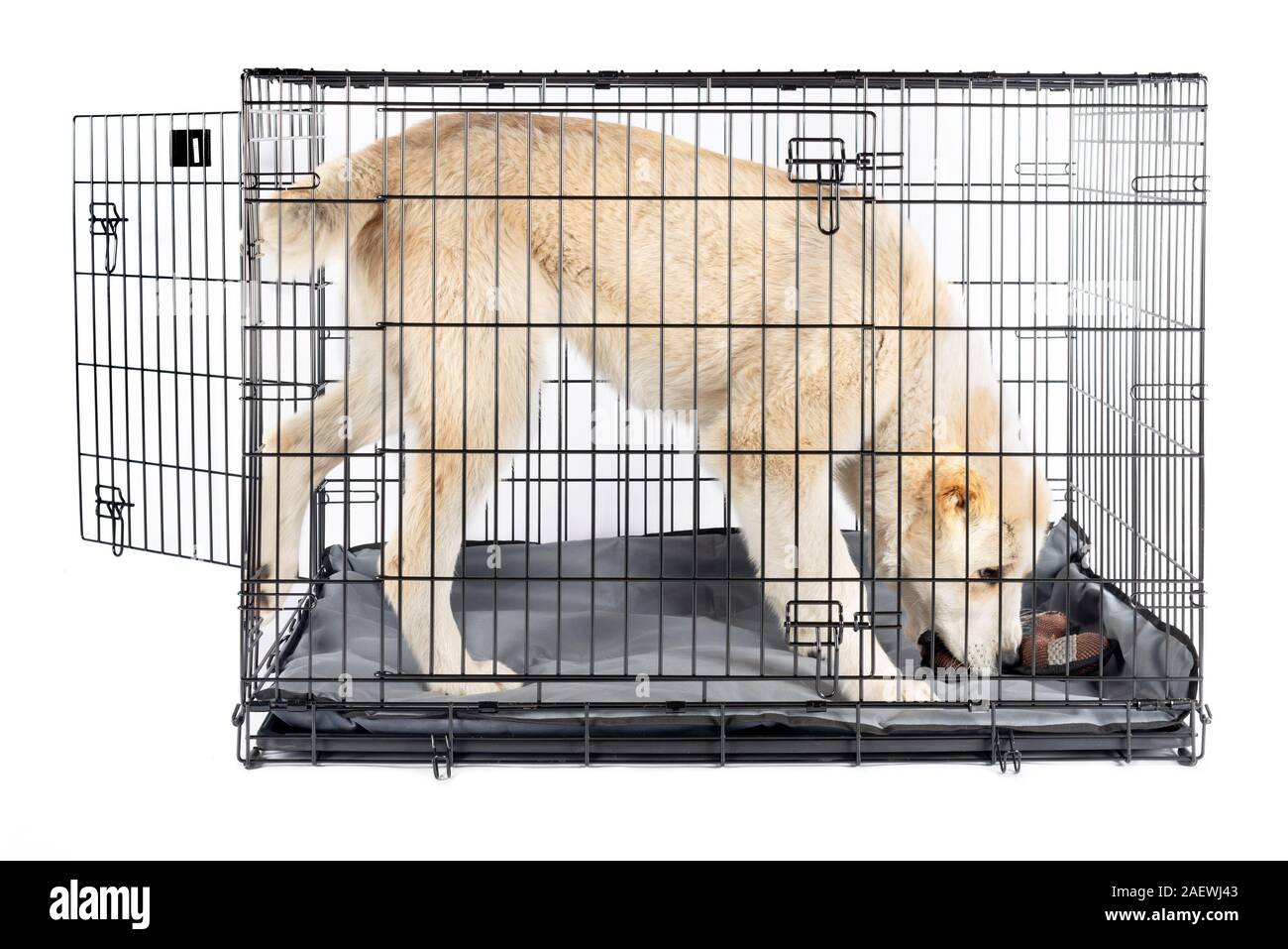 Happy alabai shepherd puppy in an iron box isolated white background ...