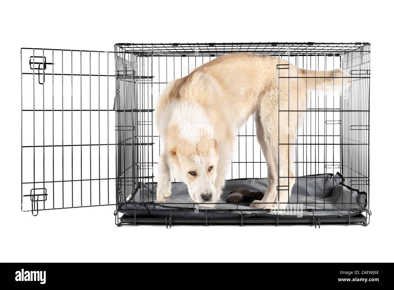 Happy alabai shepherd puppy in an iron box isolated white background ...