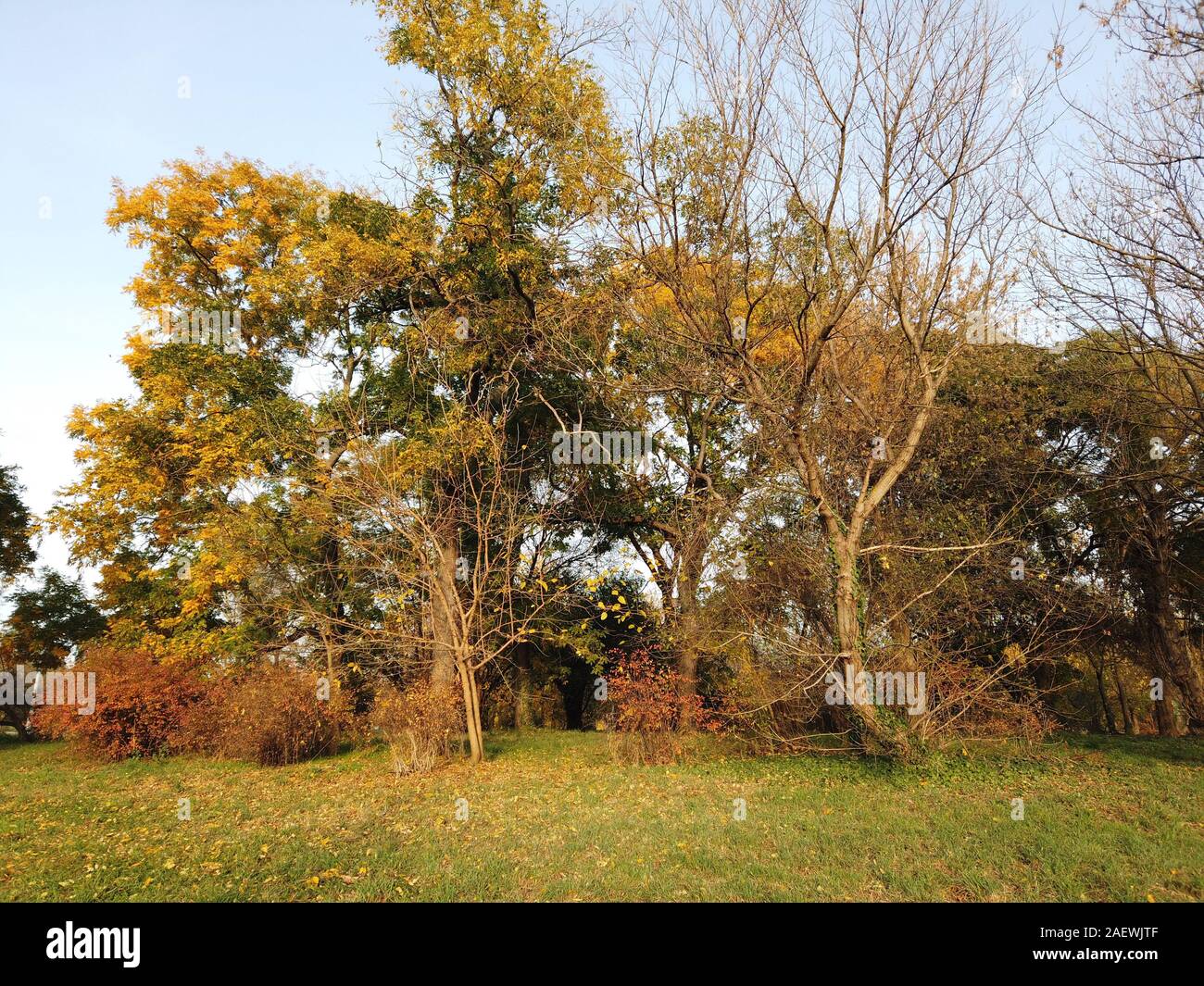 description panorama parc cu pomi toamna in soare Stock Photo - Alamy