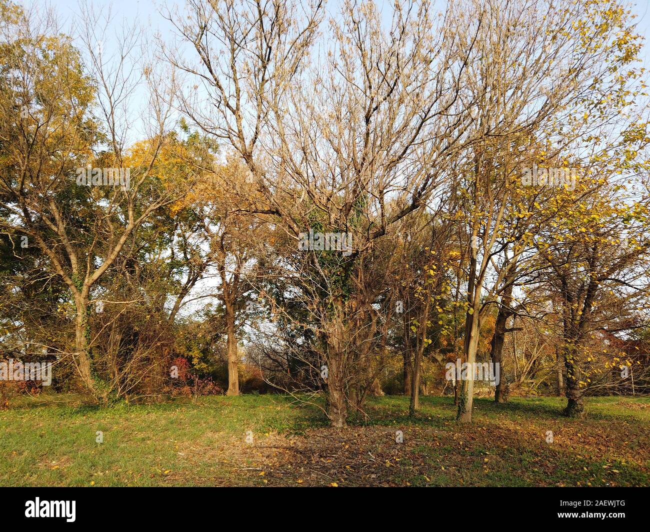 description panorama parc cu pomi toamna in soare Stock Photo - Alamy