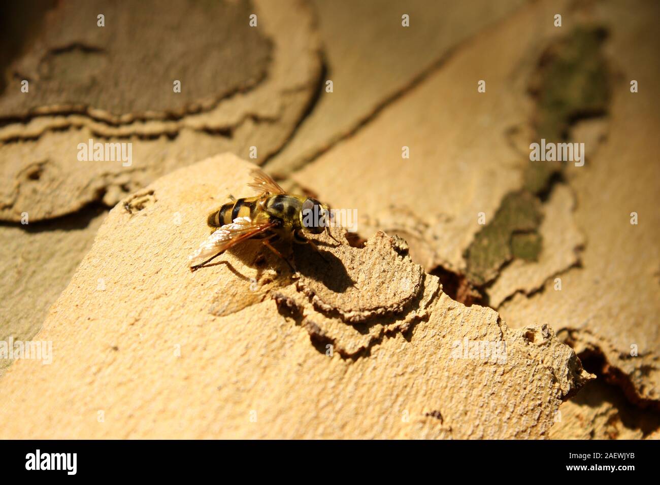 Bark bee hi-res stock photography and images - Alamy