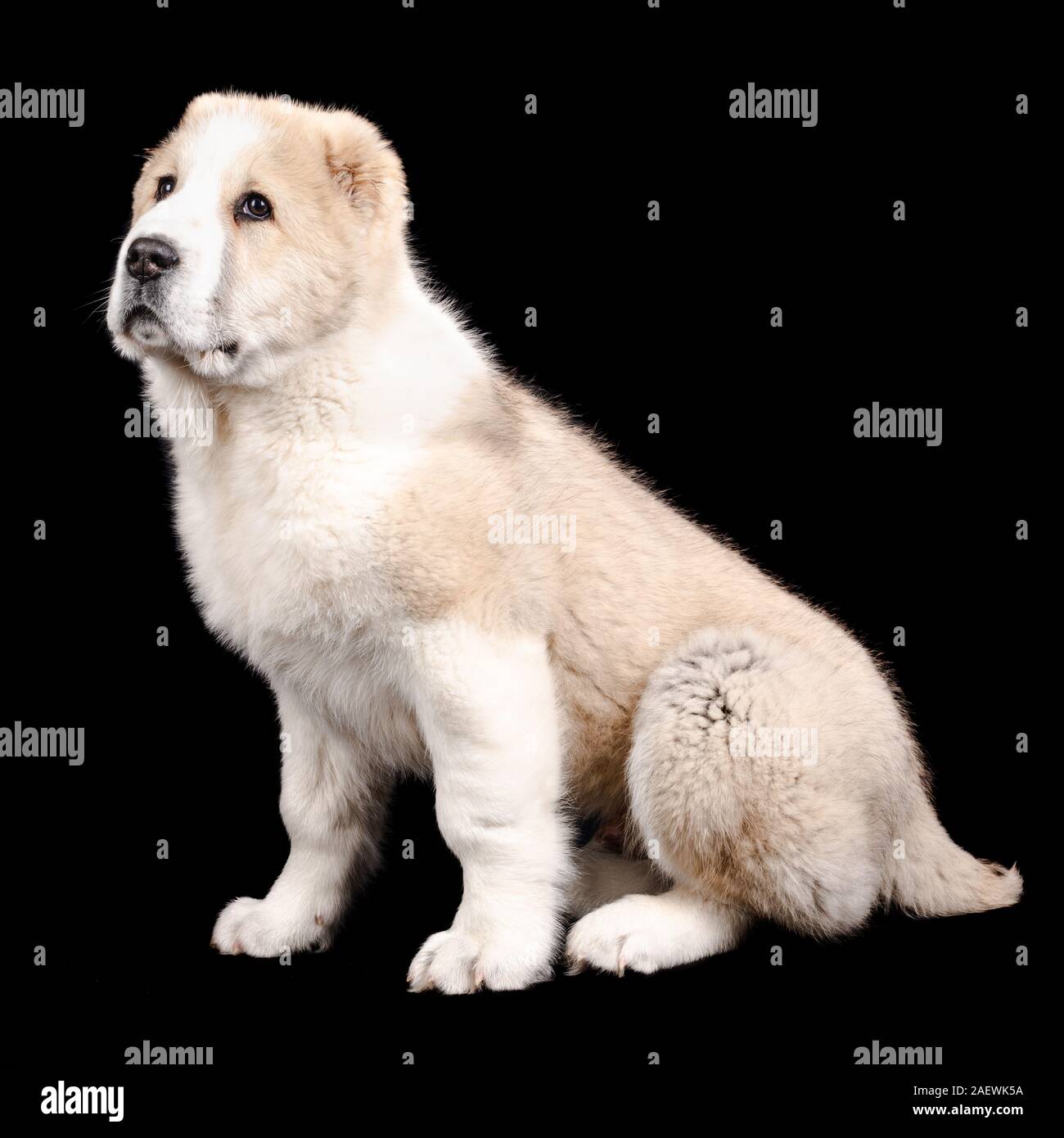 Alabai shepherd puppy isolated black background closeup Stock Photo - Alamy