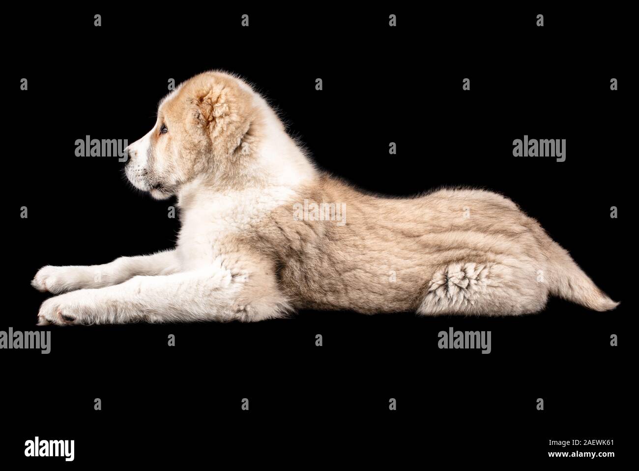 Alabai shepherd puppy lying isolated black background Stock Photo - Alamy