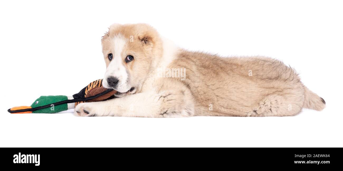 Alabai shepherd puppy playing with toy isolated white background Stock ...