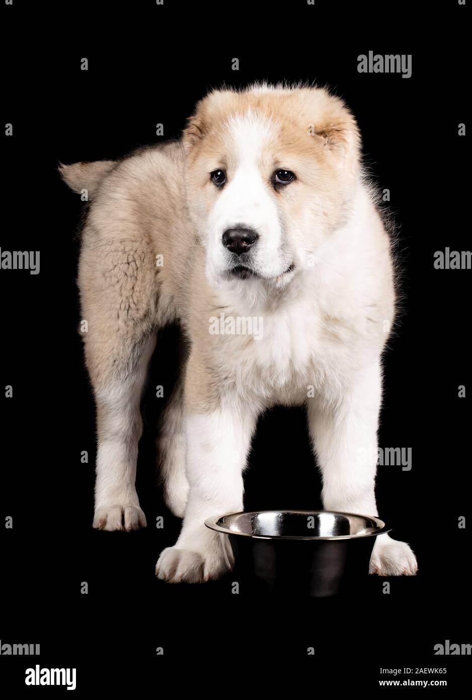 Alabai hi-res stock photography and images - Alamy