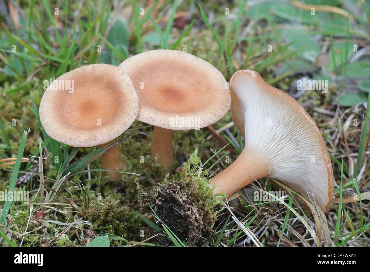 Clavipes High Resolution Stock Photography and Images - Alamy