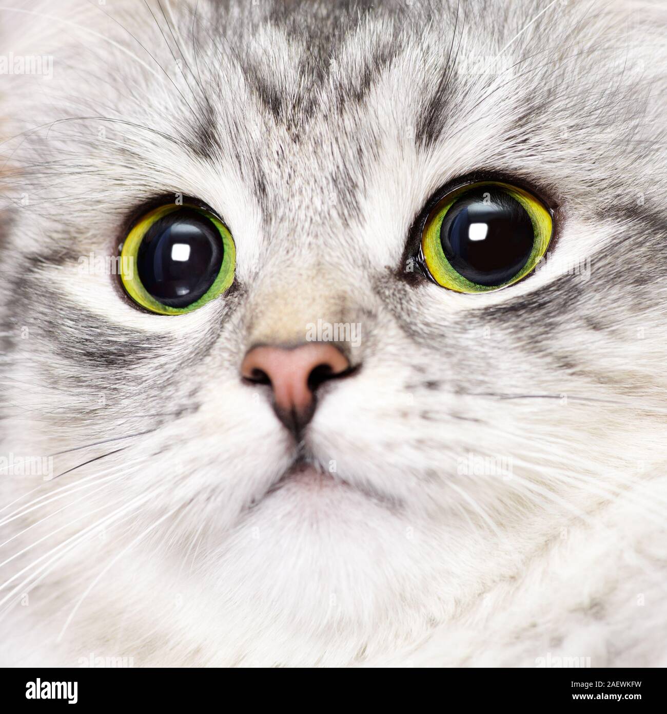 Female lynx point Siberian colorpoint kitten closeup Stock Photo - Alamy