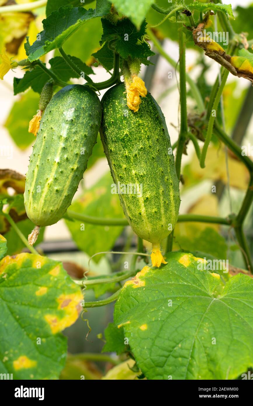 Cucumbers in hand hi-res stock photography and images - Alamy
