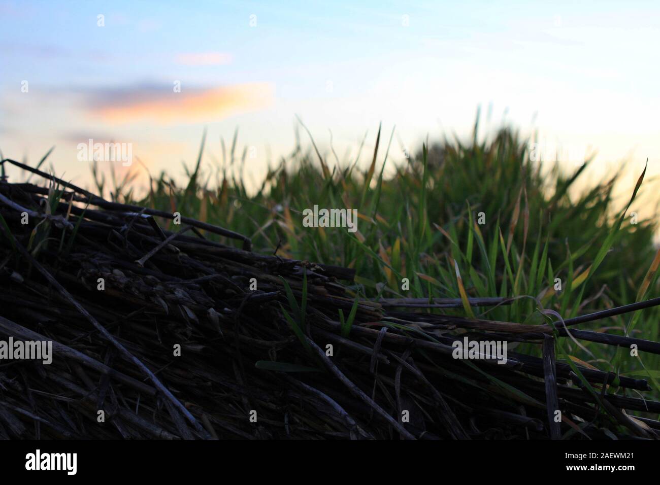 Rotten straw hi-res stock photography and images - Alamy