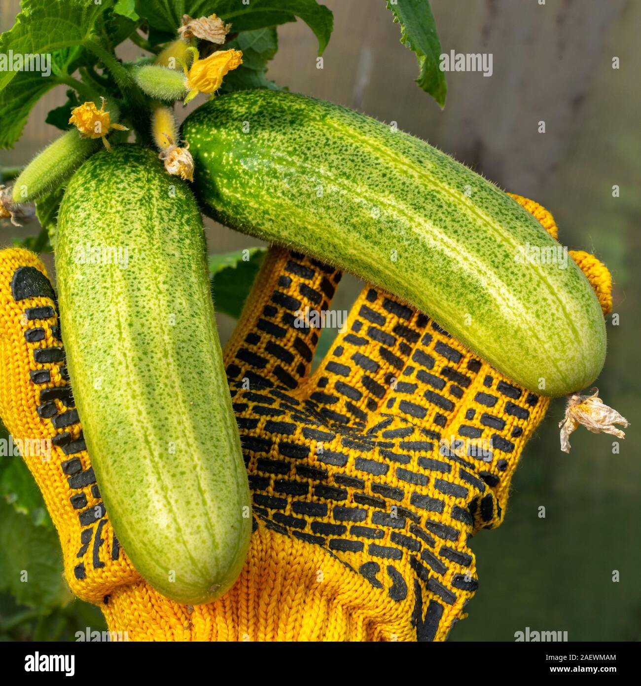 Cucumber hand hi-res stock photography and images - Alamy