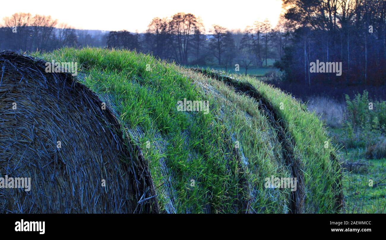 With round straw bale hi-res stock photography and images - Alamy