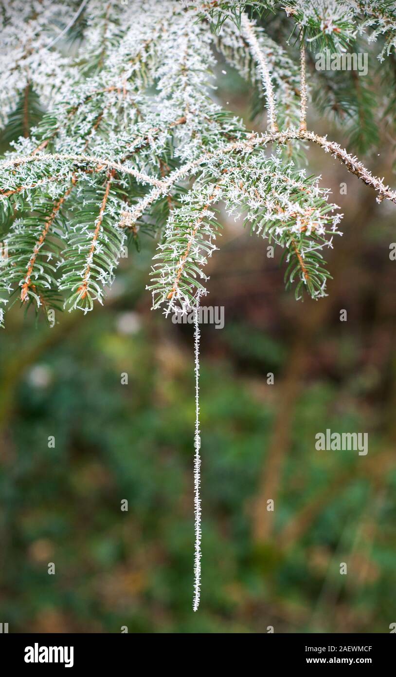 A pine branch covered with rime and a hanging, frozen spider web Stock ...