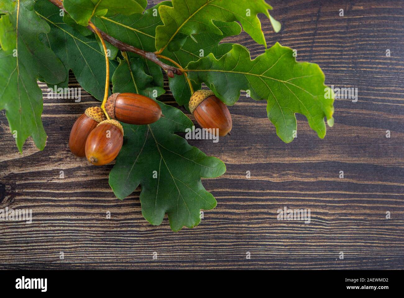 Four acorns and branch with leaves dark wood background Stock Photo - Alamy