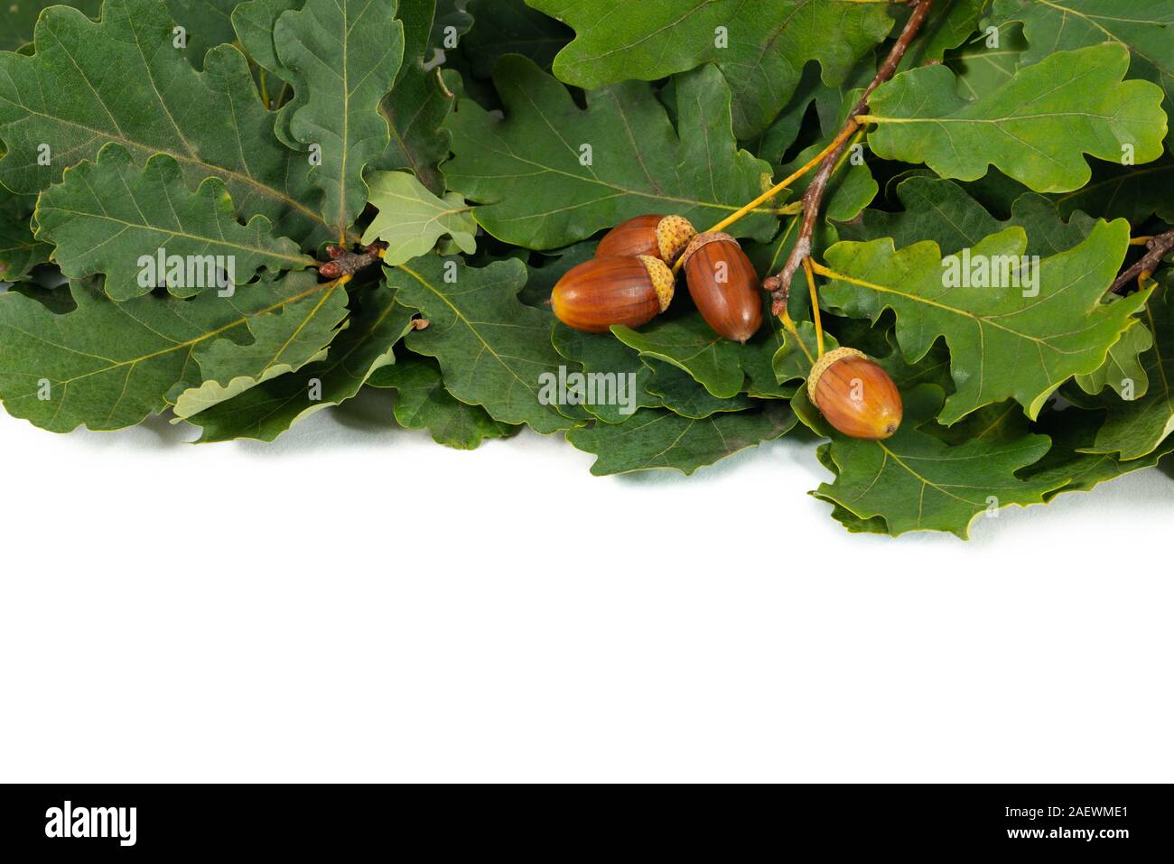 Four acorns and branch with leaves white background Stock Photo - Alamy