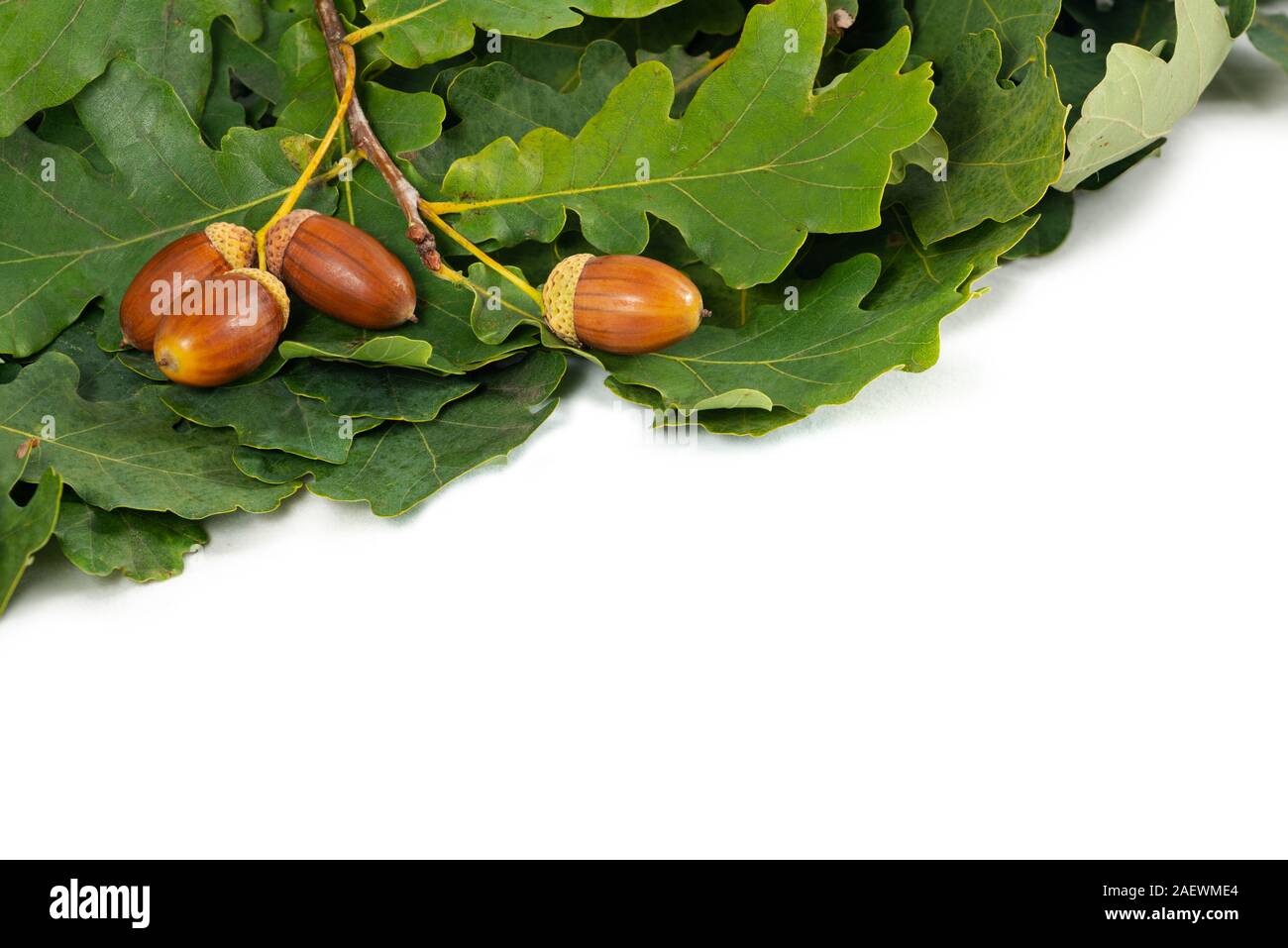 Four acorns and branch with leaves white background Stock Photo - Alamy