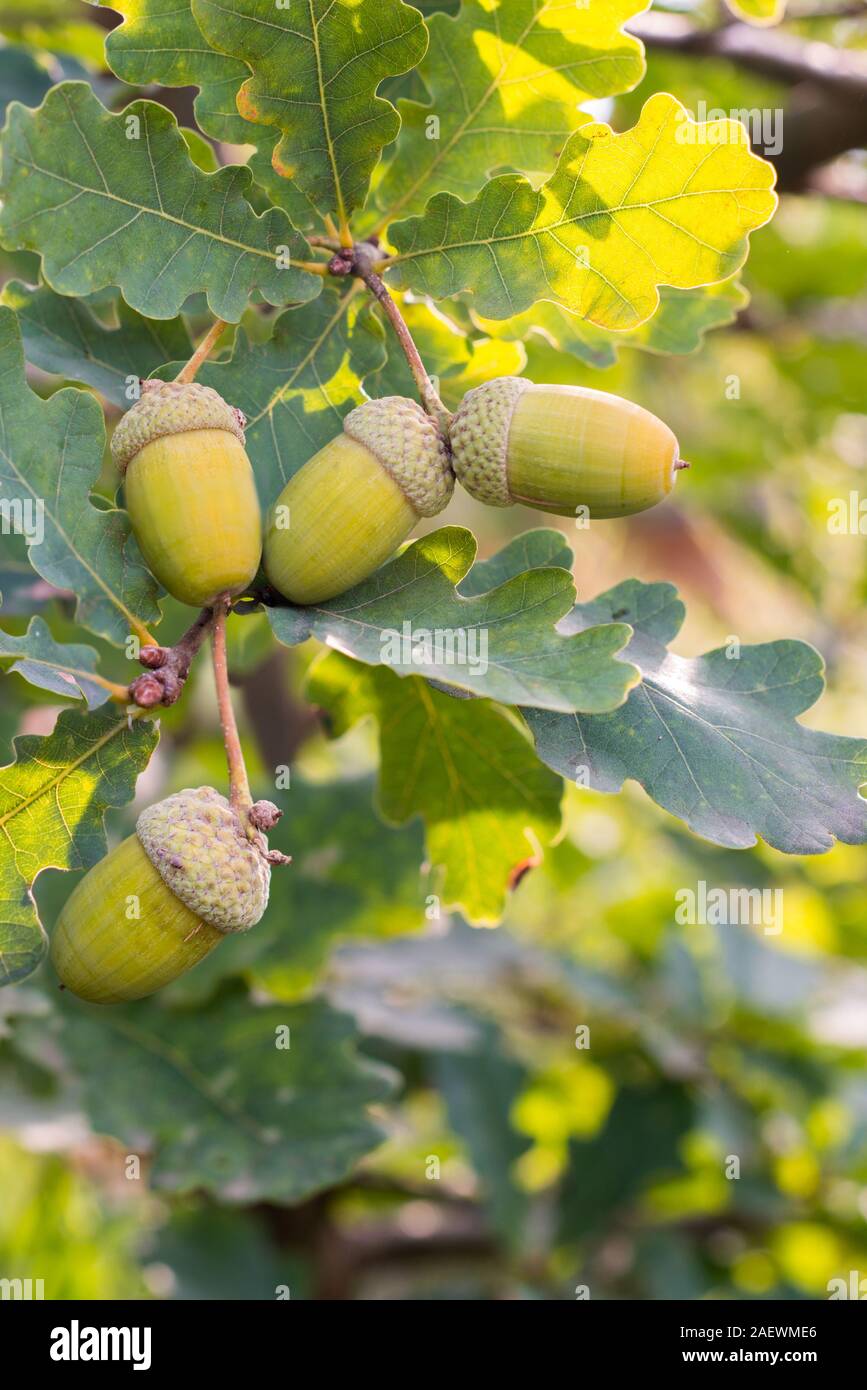 Big ripe acorns on the branch hi-res stock photography and images - Alamy