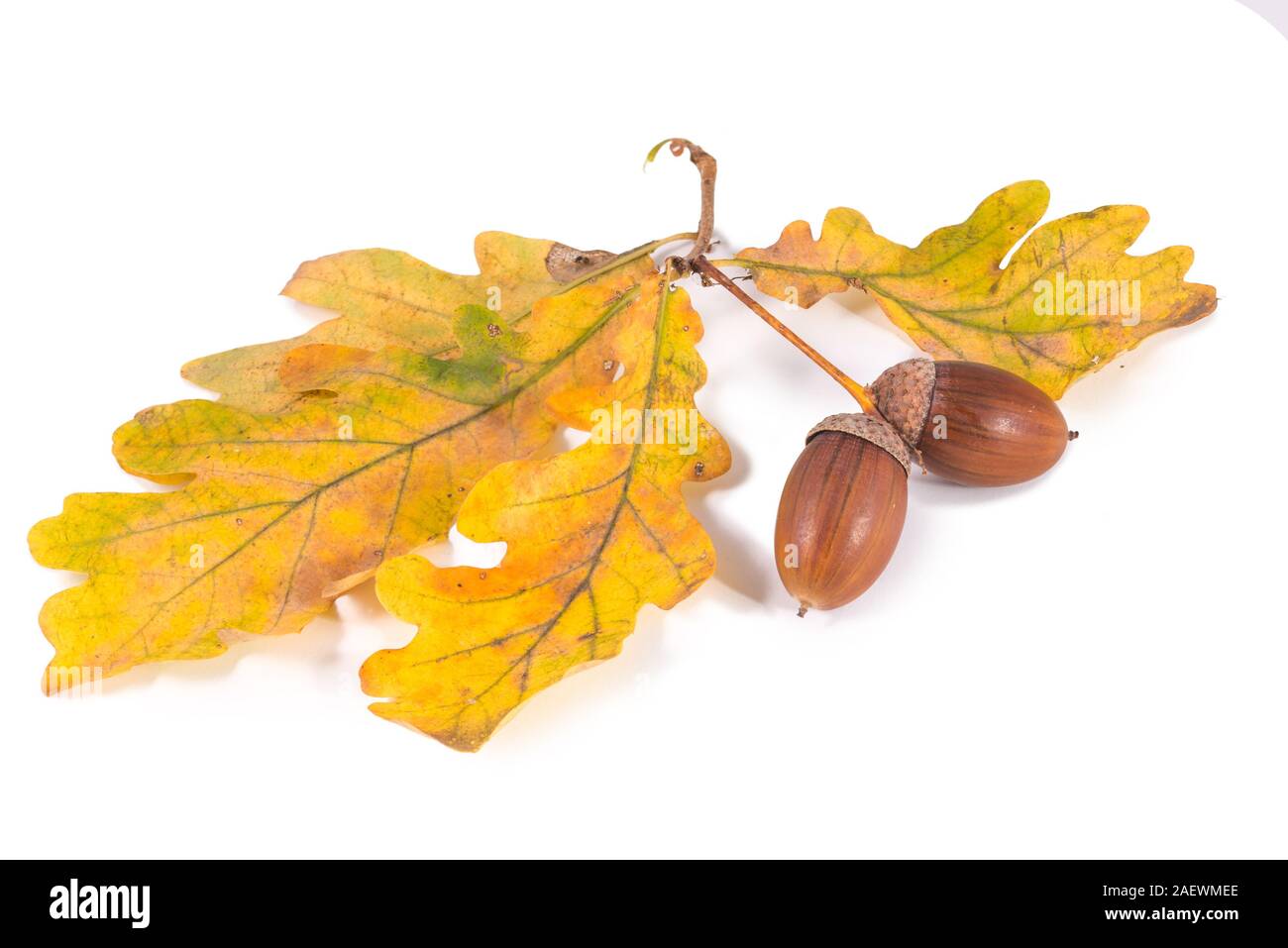 Two big brown acorns on dry oak leaves isolated white background Stock Photo - Alamy