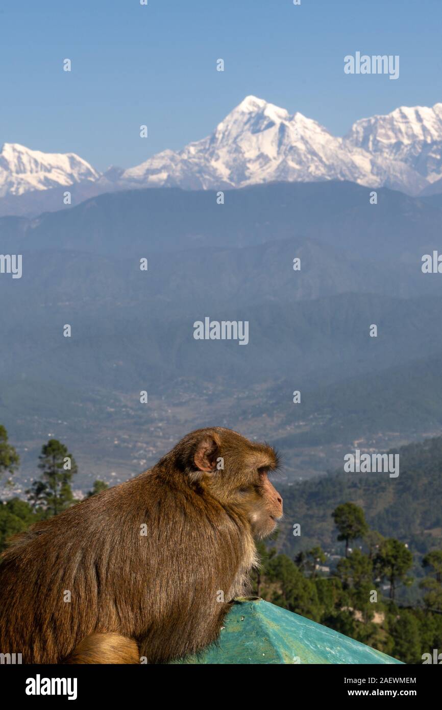 Himalayan monkey hi-res stock photography and images - Alamy