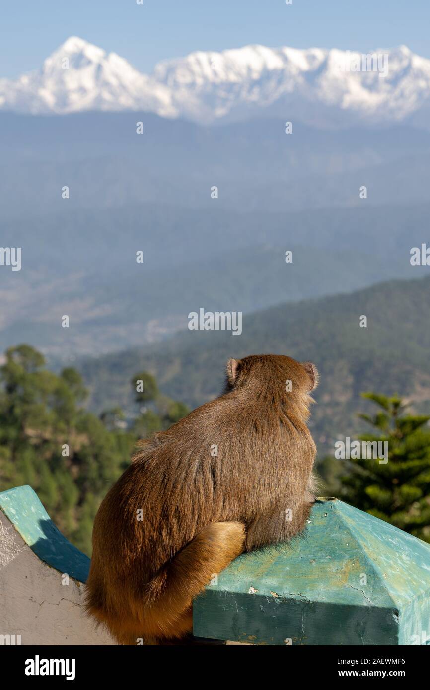 A monkey relaxing and watching the Nanda Devi Himalayan range Stock ...