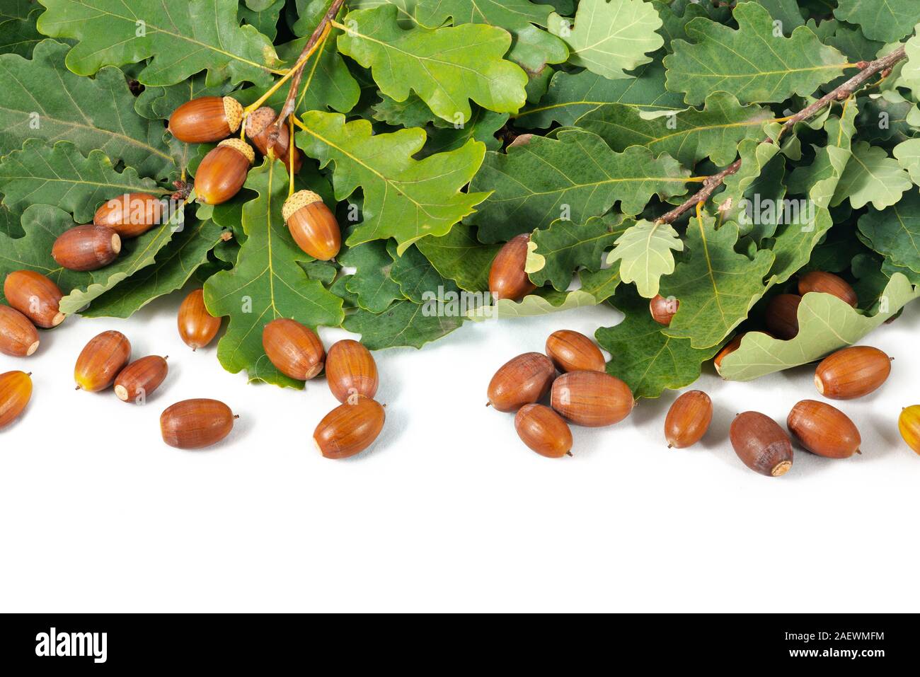 Many acorns hi-res stock photography and images - Alamy