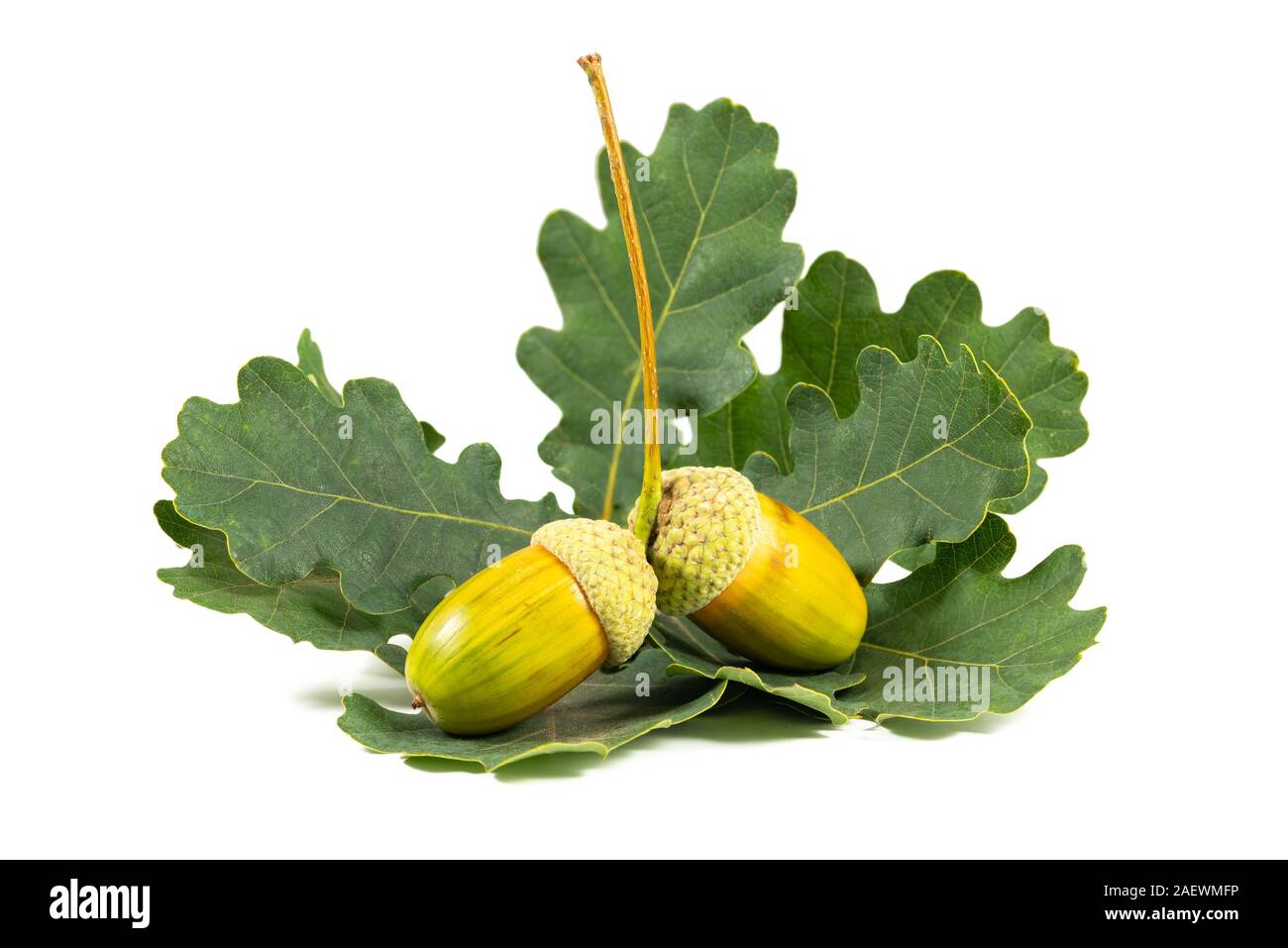 Two yellow acorns on oak leaves closeup white background Stock Photo ...