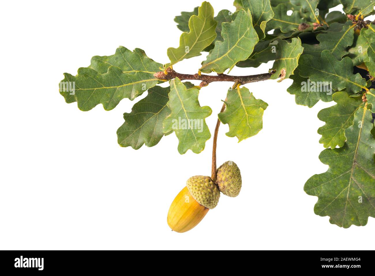 Big yellow acorn on oak branch green leaves white background Stock ...