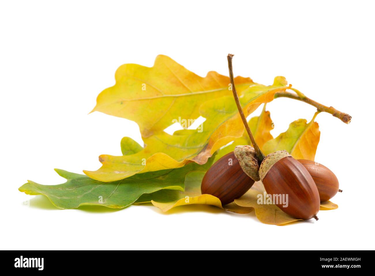 Three acorns hi-res stock photography and images - Alamy