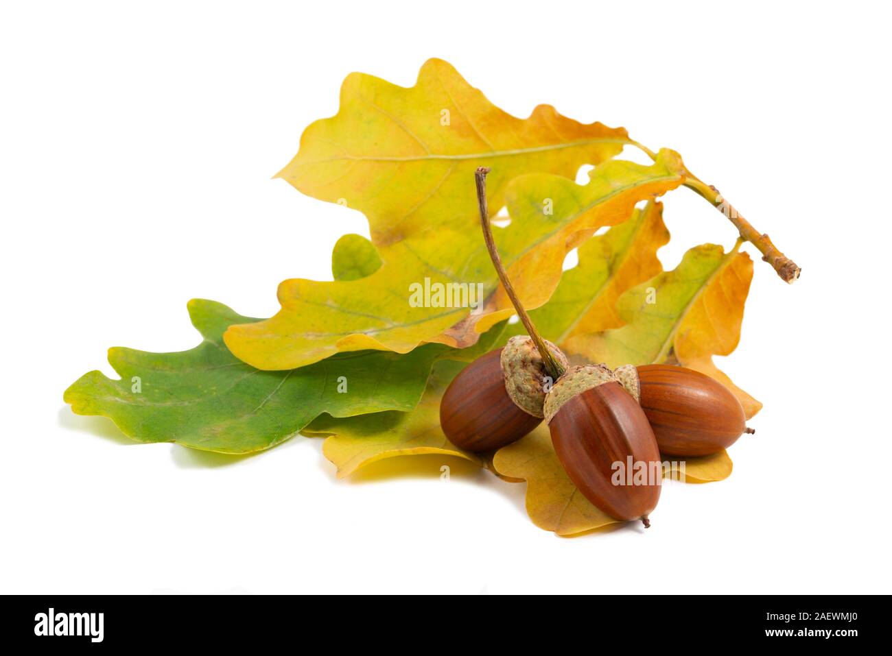 Three acorns on leaves closeup white background Stock Photo - Alamy