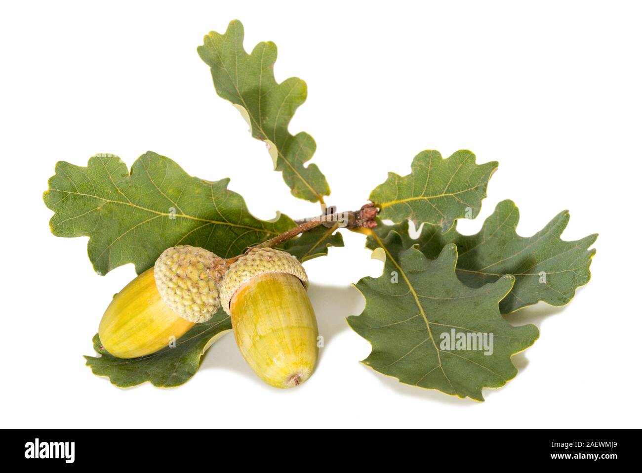 Four big yellow acorns on leaves white background Stock Photo - Alamy