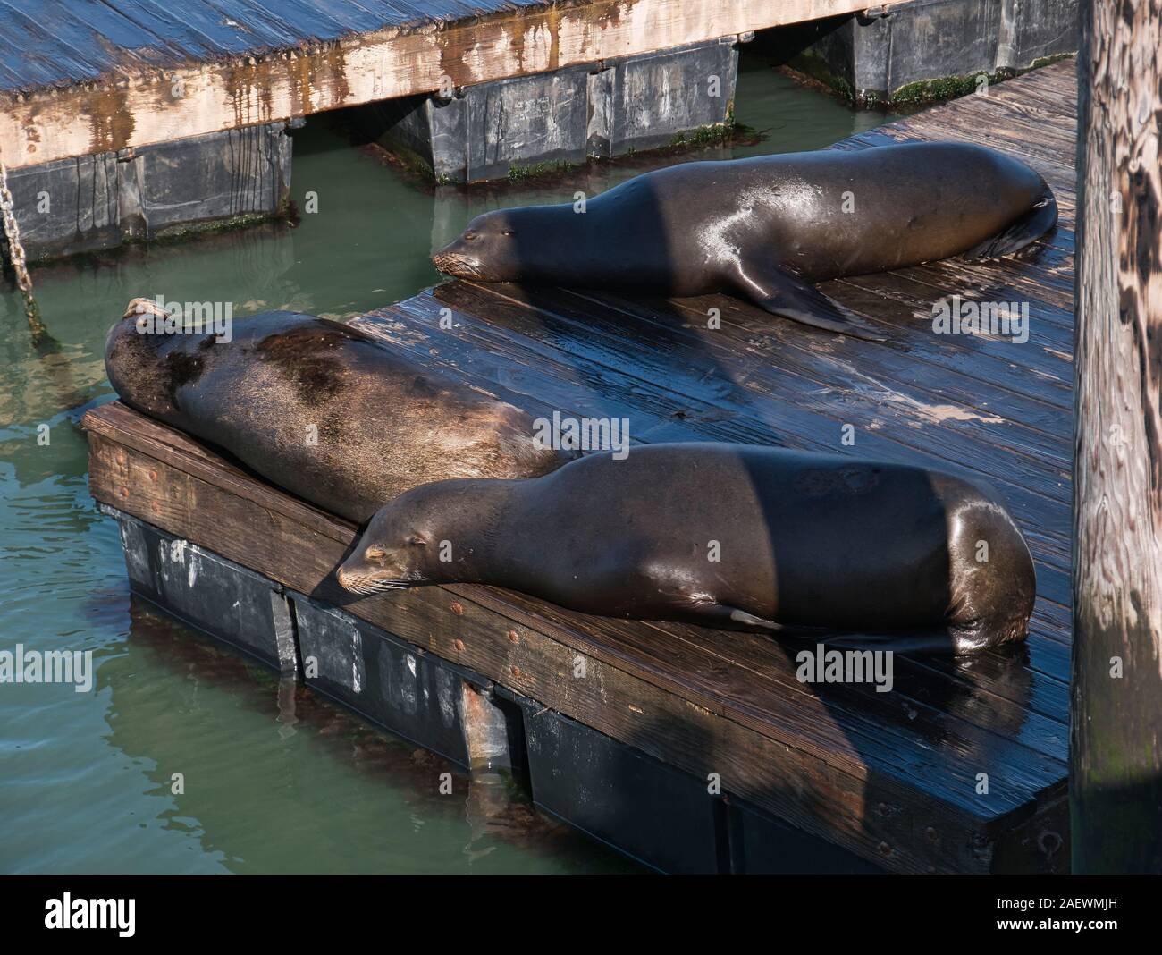 Lying lazily in the sun hi-res stock photography and images - Alamy