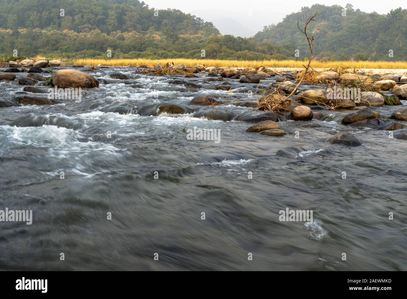 River Kosi running through the forest of the Jim Corbett national ...