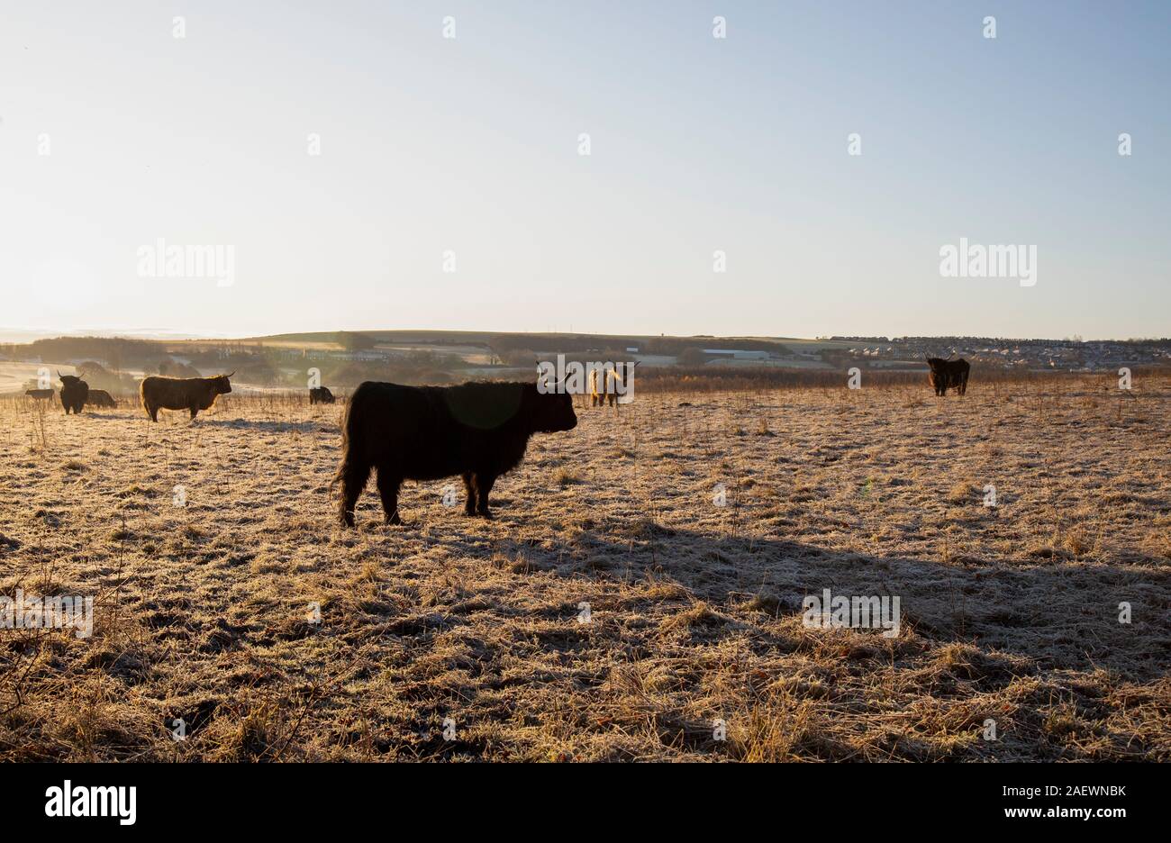 Durham cattle hi-res stock photography and images - Alamy