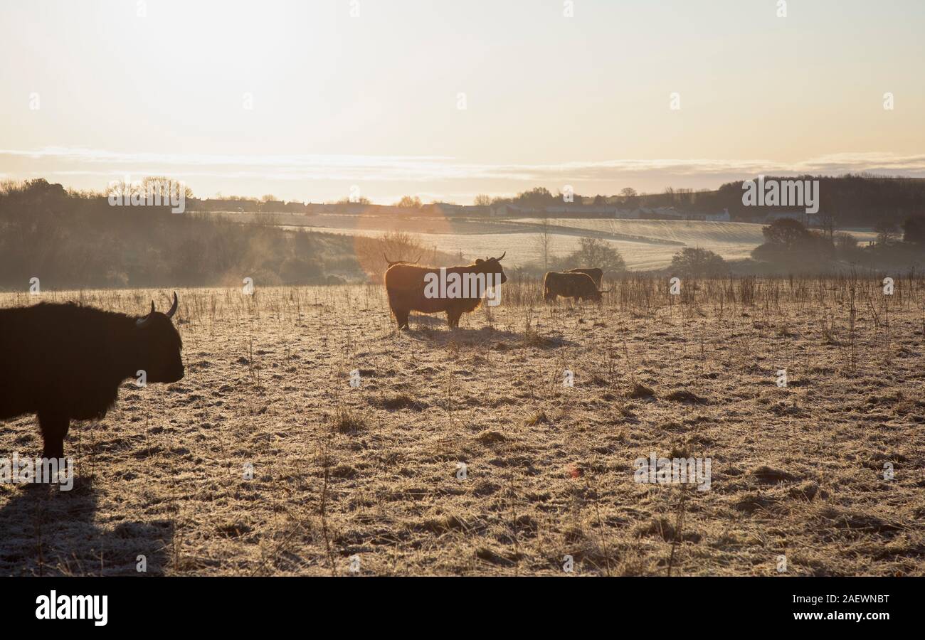 Durham cattle hi-res stock photography and images - Alamy