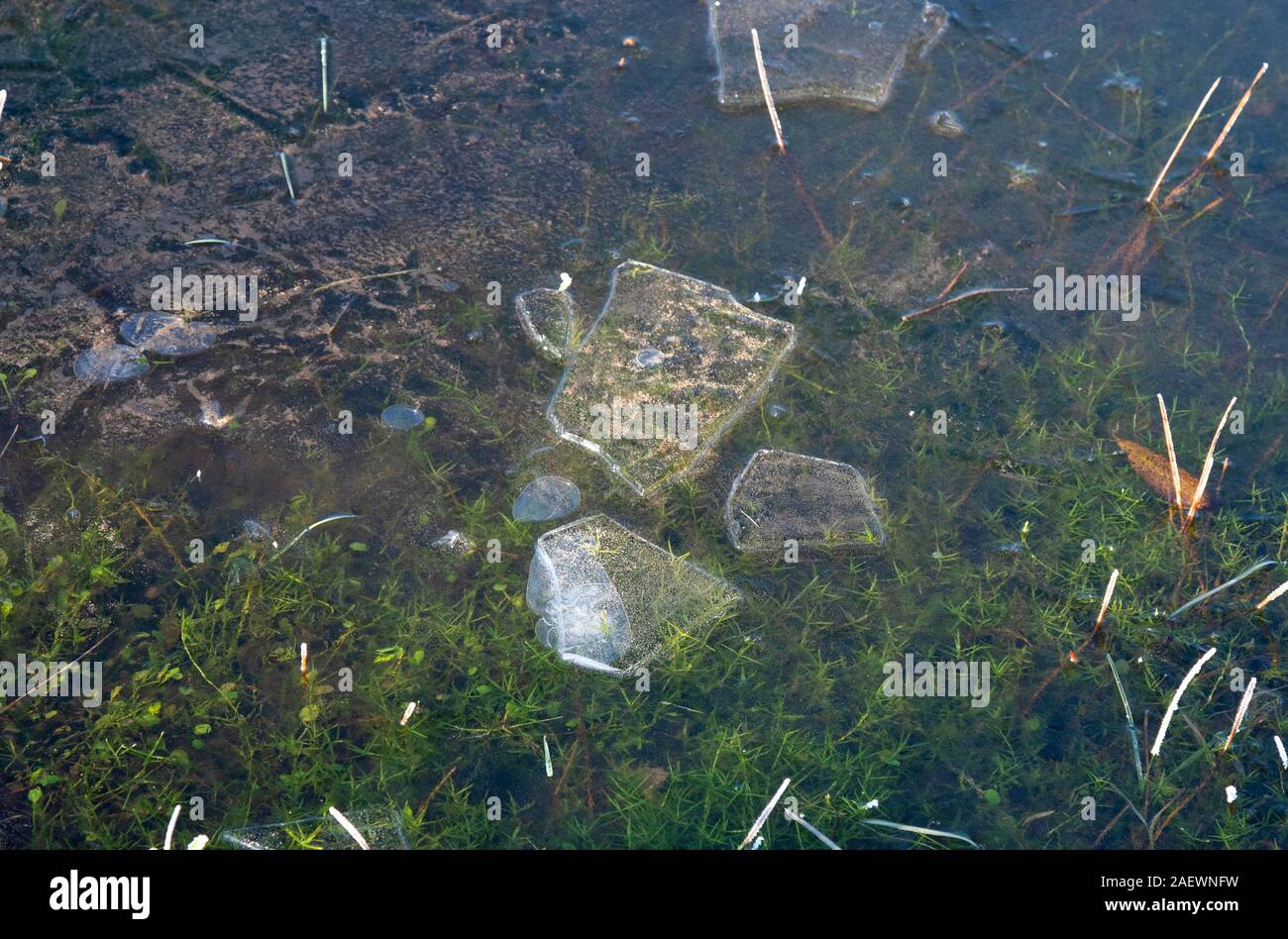 Pond ice hi-res stock photography and images - Alamy