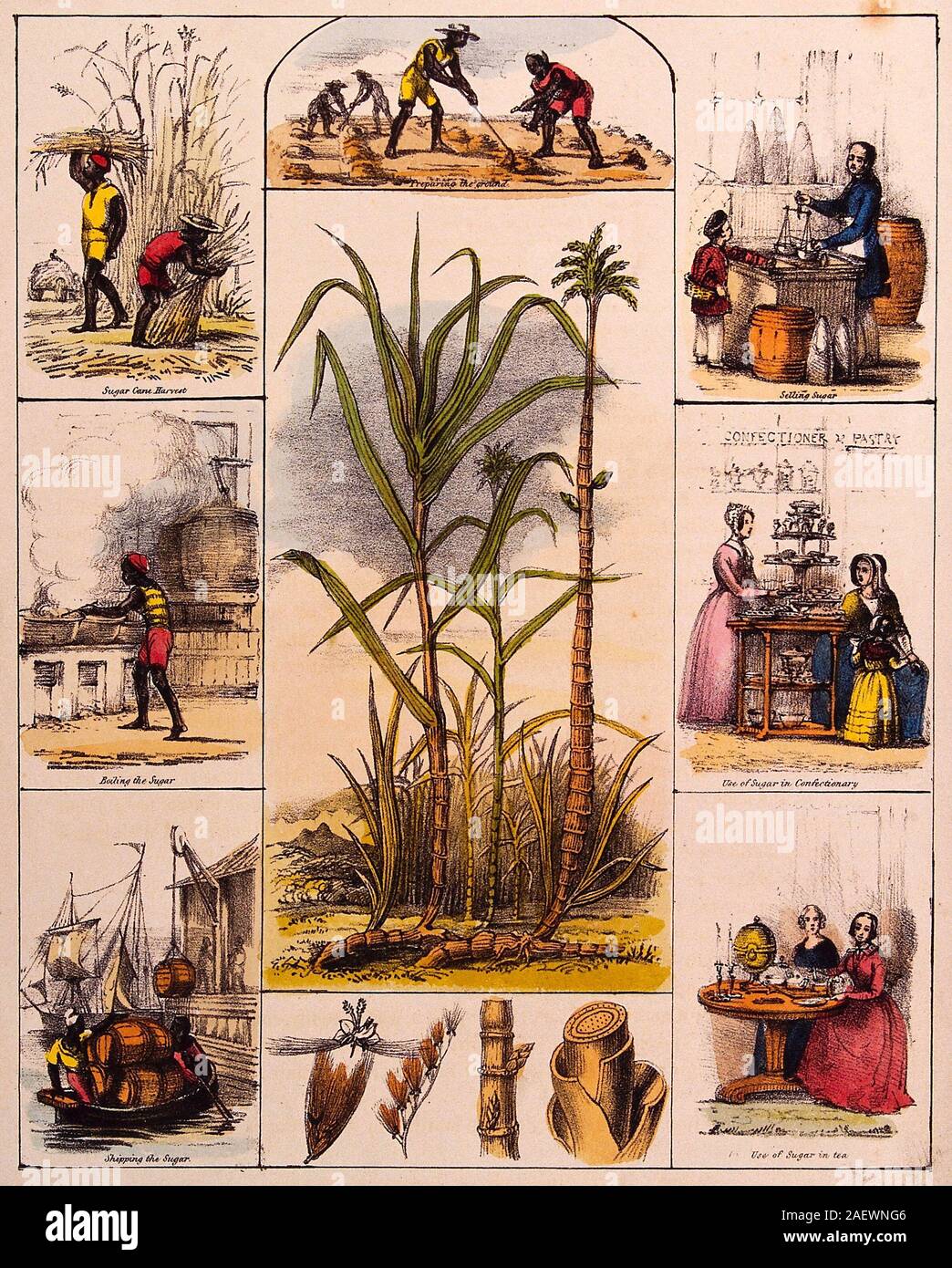 Historical sugar cane industry hi-res stock photography and images - Alamy