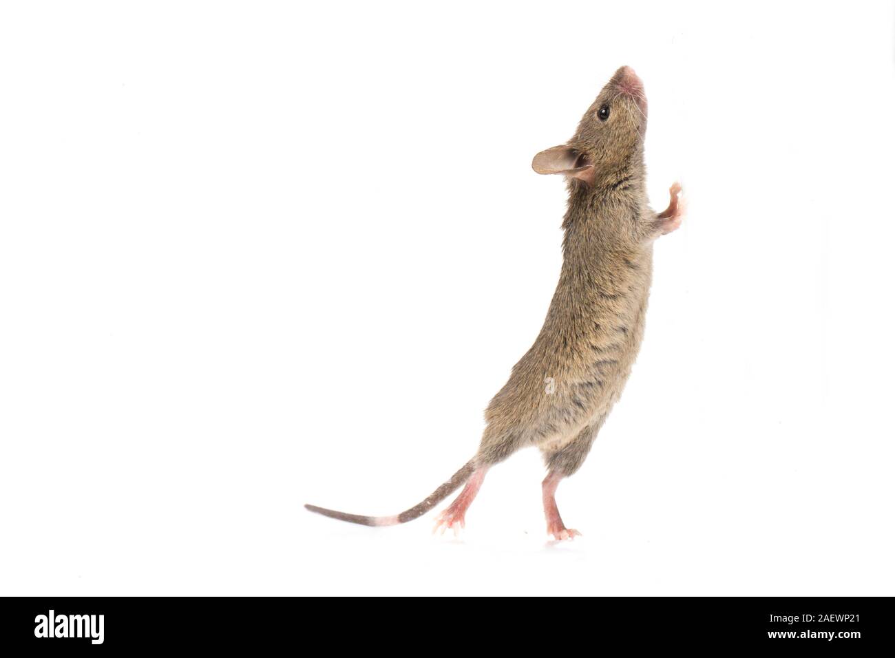 Common house mouse isolated on white background Stock Photo - Alamy