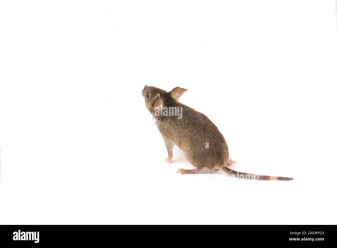 Common house mouse isolated on white background Stock Photo - Alamy