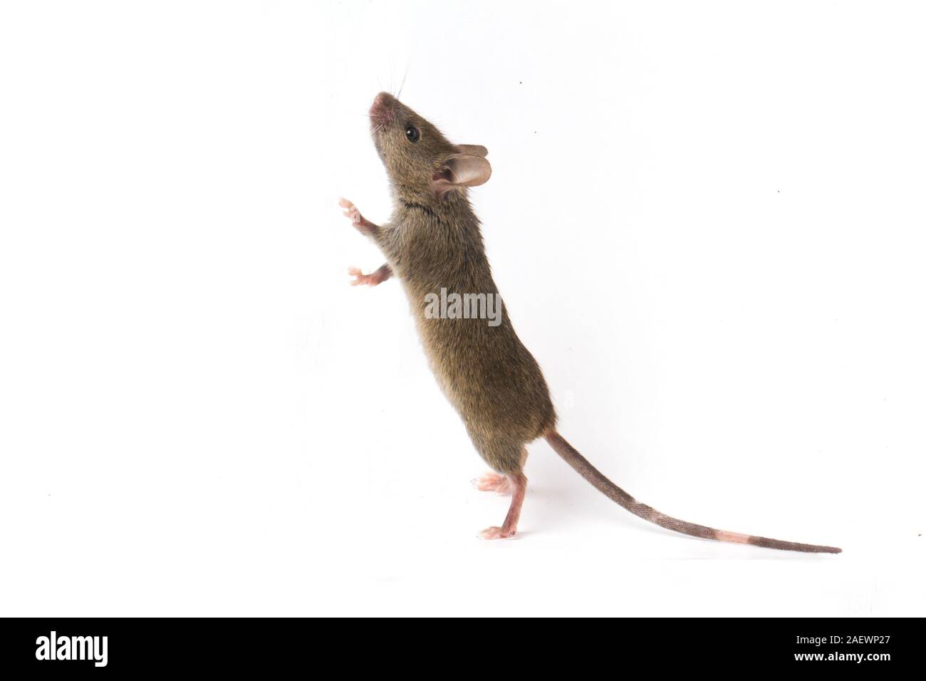 Common house mouse isolated on white background Stock Photo - Alamy