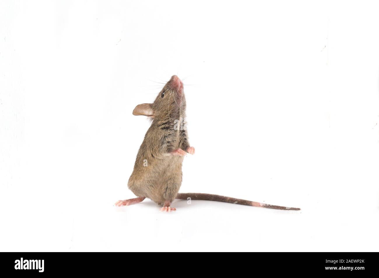 Common house mouse isolated on white background Stock Photo - Alamy