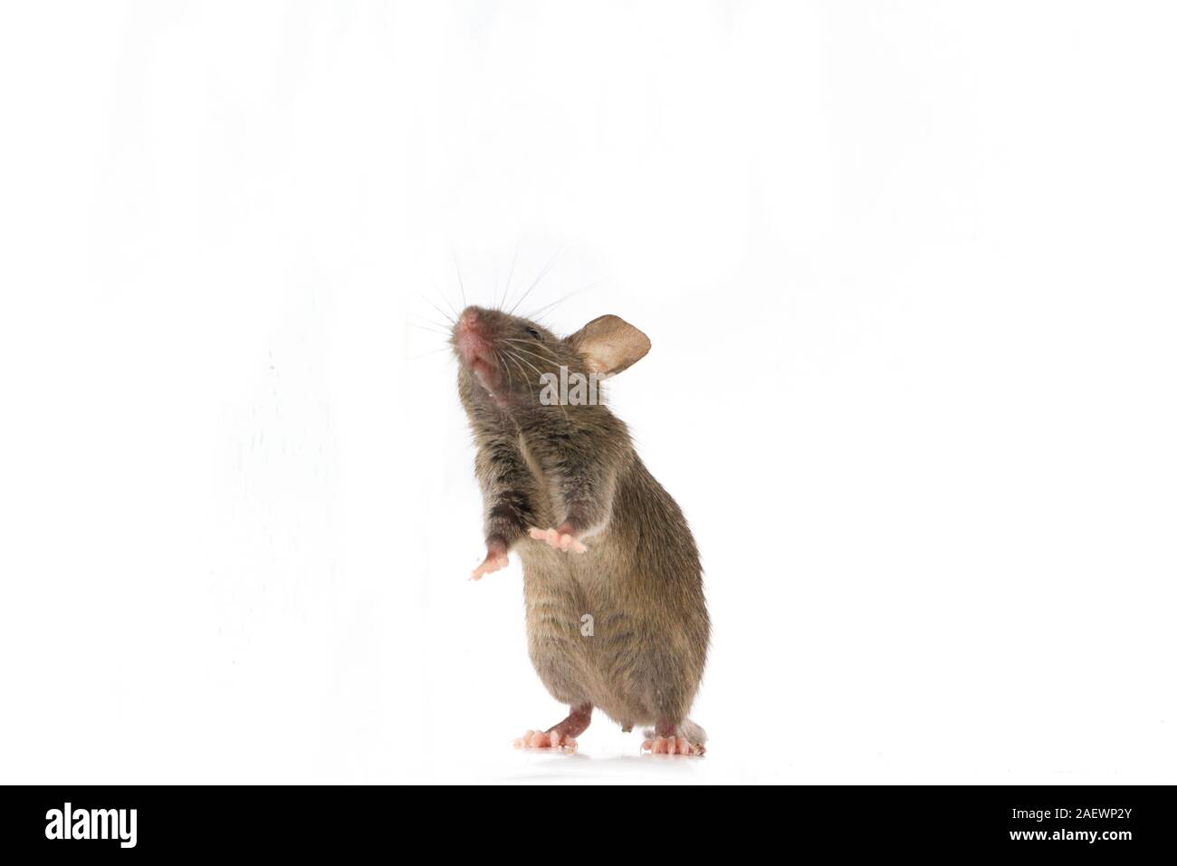 Common house mouse isolated on white background Stock Photo - Alamy
