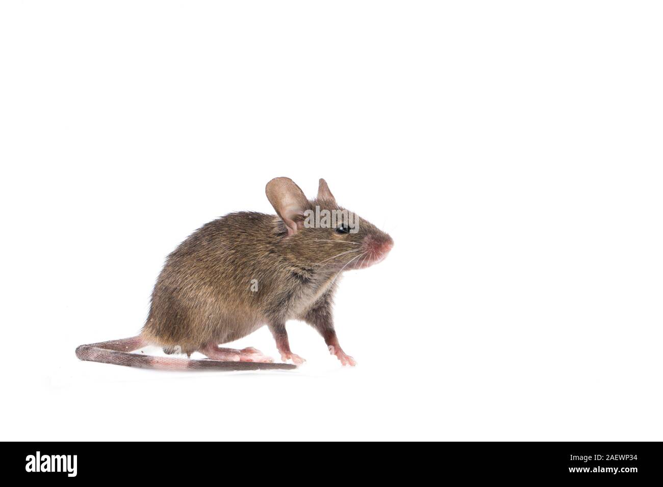 Common house mouse isolated on white background Stock Photo - Alamy