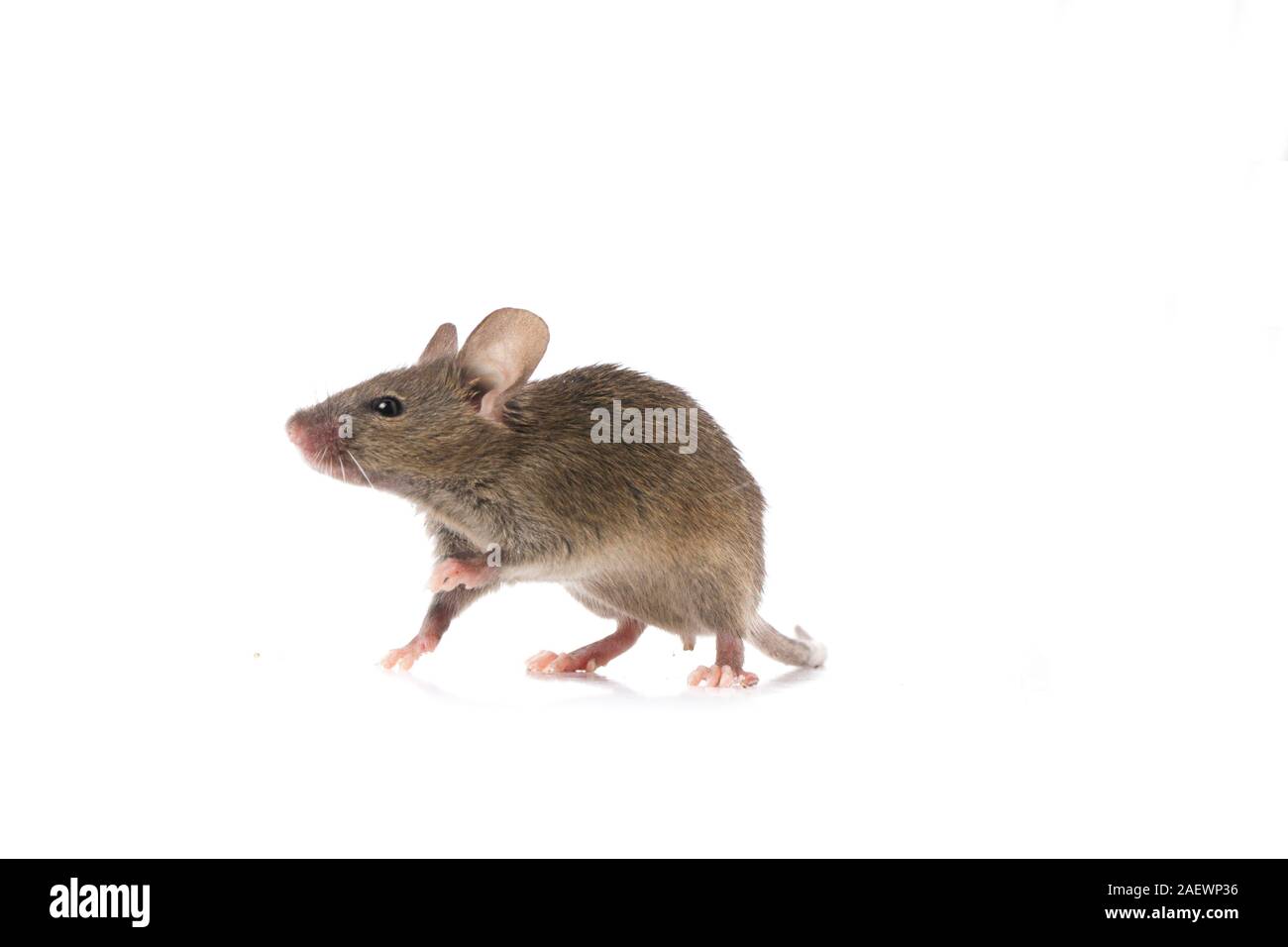 Common house mouse isolated on white background Stock Photo - Alamy