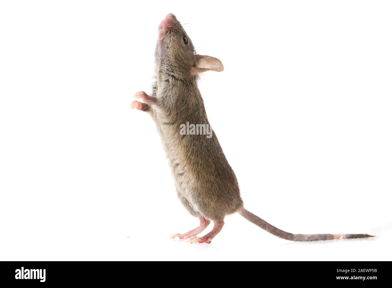Common house mouse isolated on white background Stock Photo - Alamy