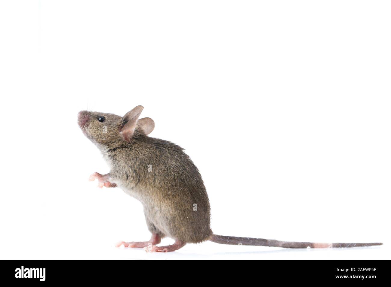 Common house mouse isolated on white background Stock Photo - Alamy