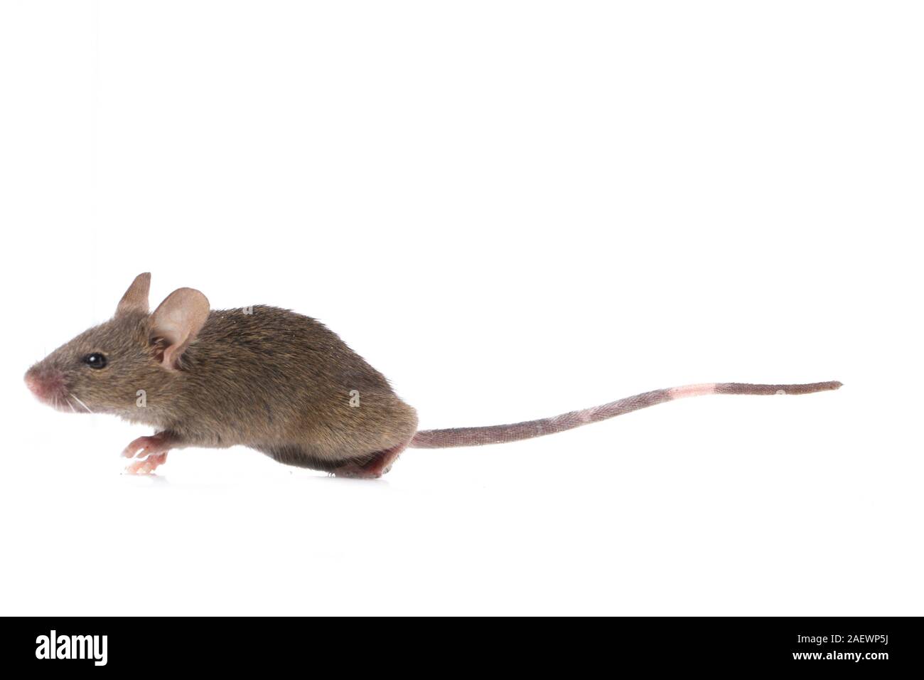 Common house mouse isolated on white background Stock Photo - Alamy