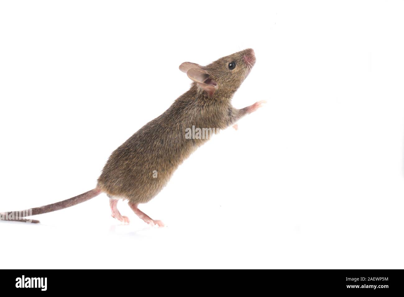 Common house mouse isolated on white background Stock Photo - Alamy