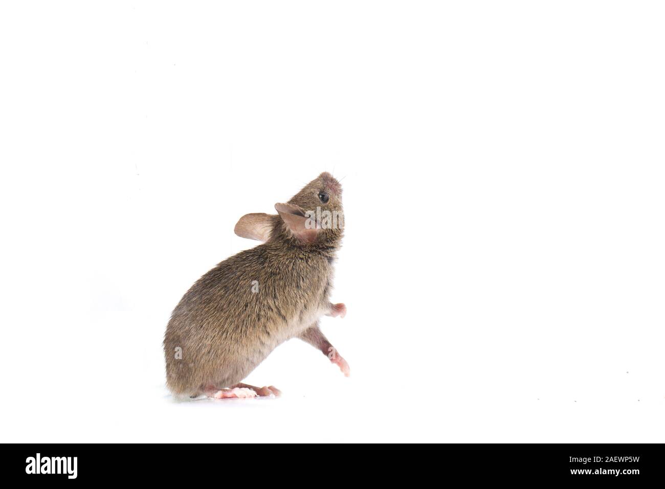 Common house mouse isolated on white background Stock Photo - Alamy